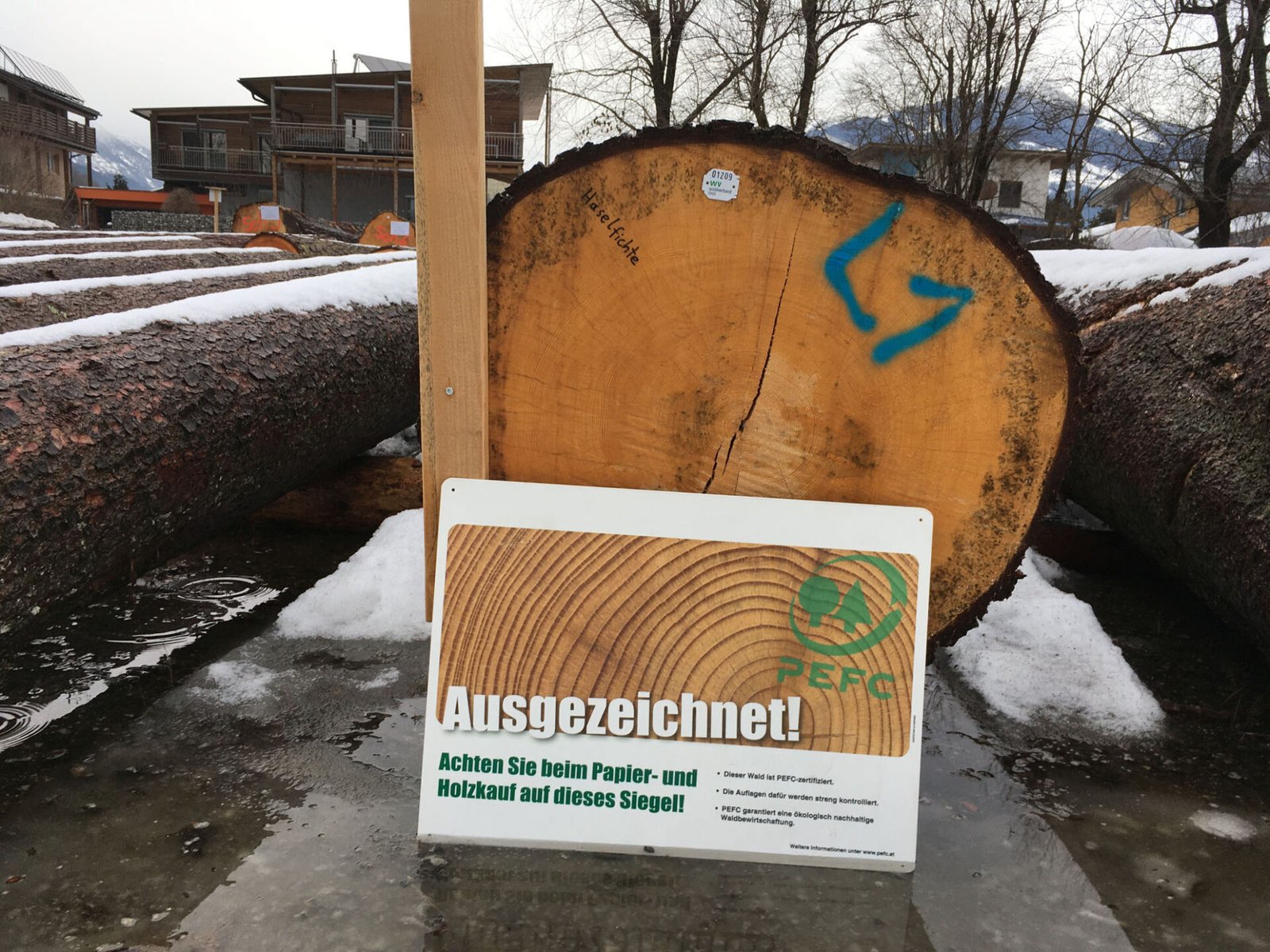 Rekordfichte bei der Nadel- Wertholzsubmission – Waldverein