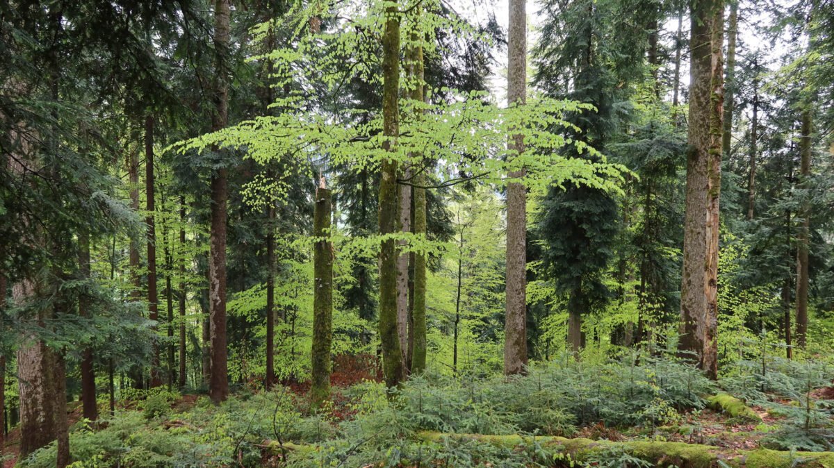 Förderung Plenterwald – Waldverein